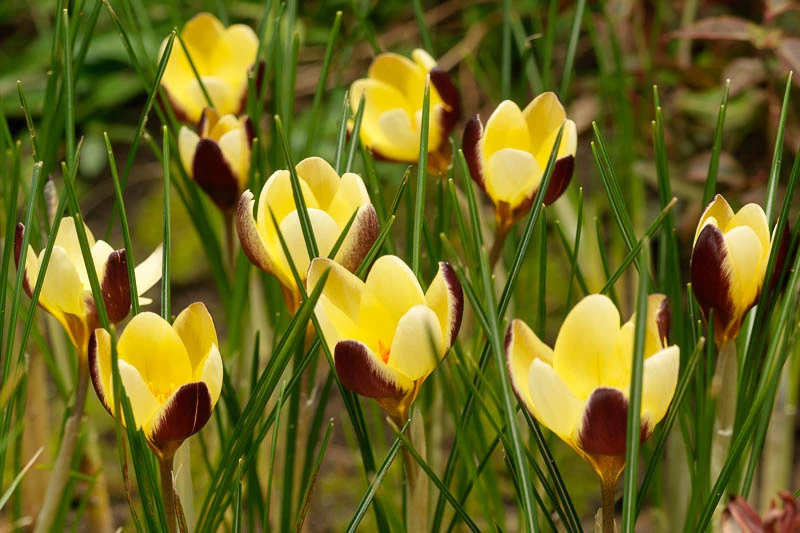Crocus chrysanthus 'Herald' (Snow Crocus)