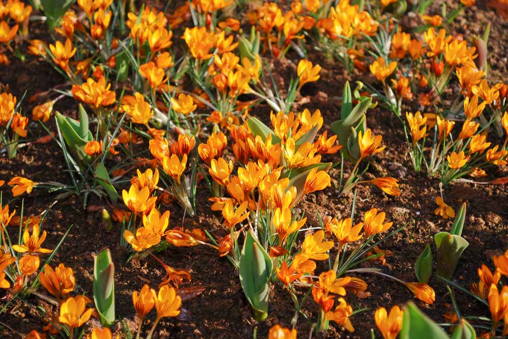 Crocus olivieri subsp. balansae 'Orange Monarch'
