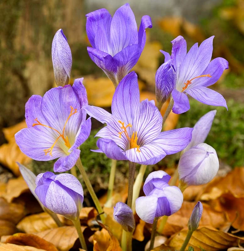 Crocus pulchellus (Autumn Crocus)