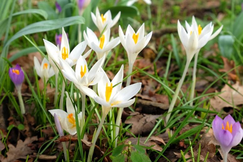 Crocus tommasinianus 'Albus' (Early Crocus)