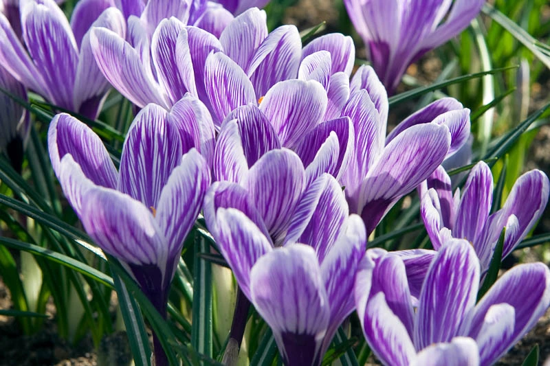 Crocus vernus 'King of the Striped' (Dutch Crocus)
