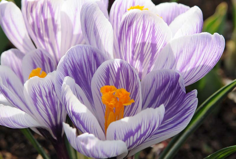 Crocus vernus 'Pickwick' (Dutch Crocus)
