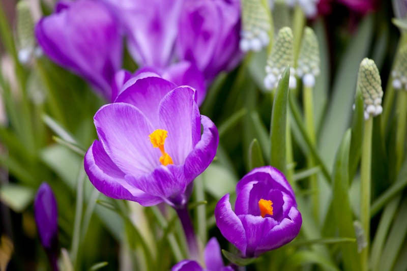 Crocus vernus 'Remembrance' (Dutch Crocus)