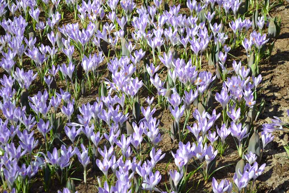 Crocus vernus 'Vanguard' (Dutch Crocus)