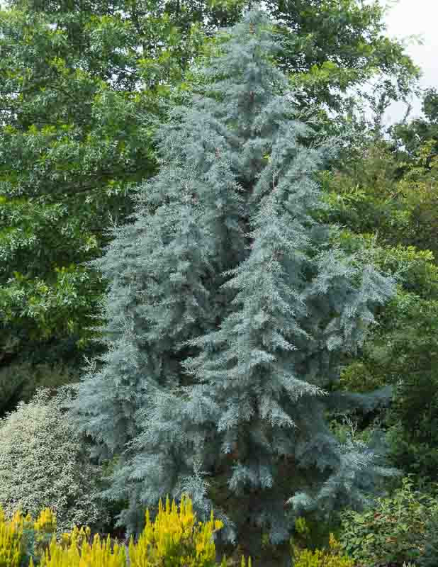 Cupressus arizonica var. glabra 'Blue Ice' (Smooth Arizona Cypress)