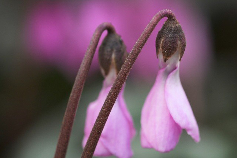 Cyclamen cilicium (Cilician Cyclamen)