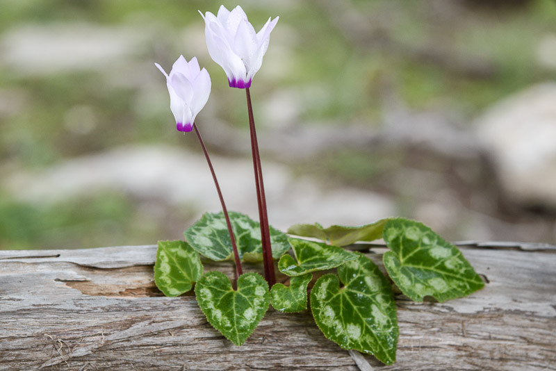 Cyclamen persicum (Persian Cyclamen)