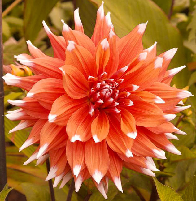 Dahlia 'Color Spectacle'