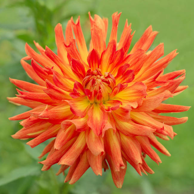 Dahlia 'Hart's Autumn Splendor'