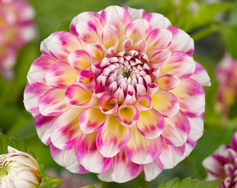 Dahlia 'Hawaii'