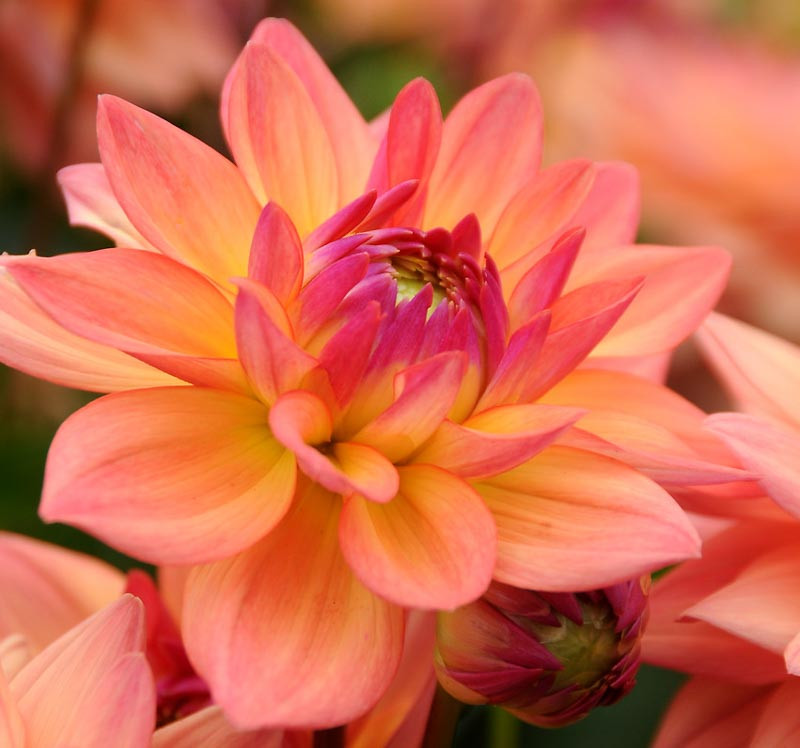 Dahlia 'Melody Dora'