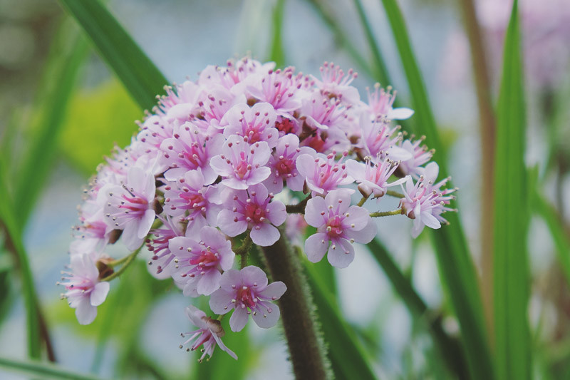 Darmera peltata (Umbrella Plant)