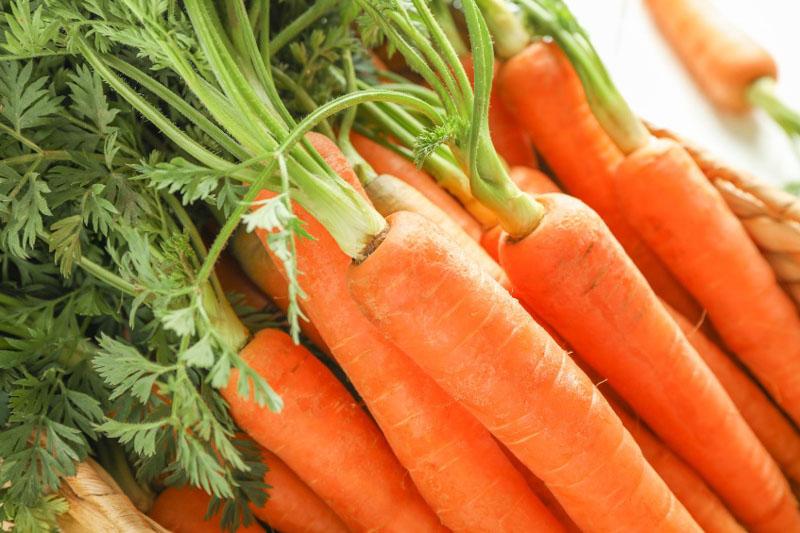 Daucus carota subsp. sativus (Carrot)