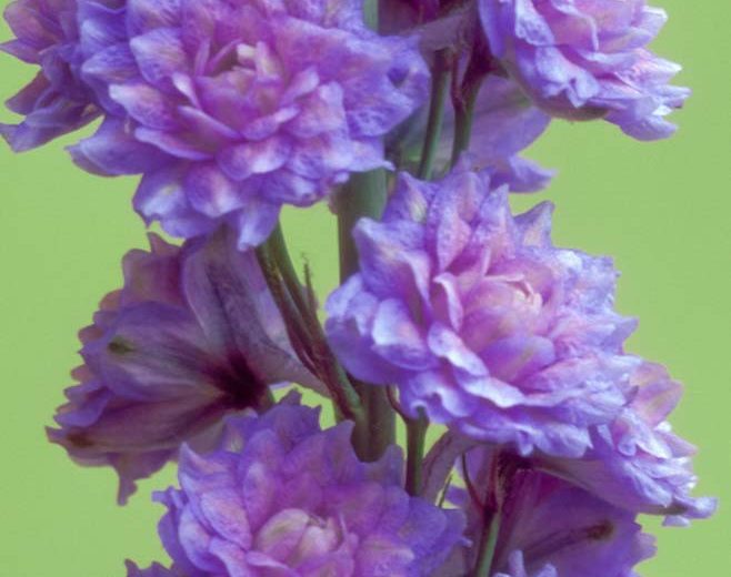 Delphinium 'Highlander Blueberry Pie' (Candle Larkspur)