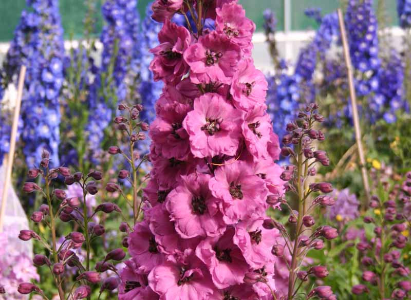 Delphinium 'Pink Punch' (Candle Larkspur)