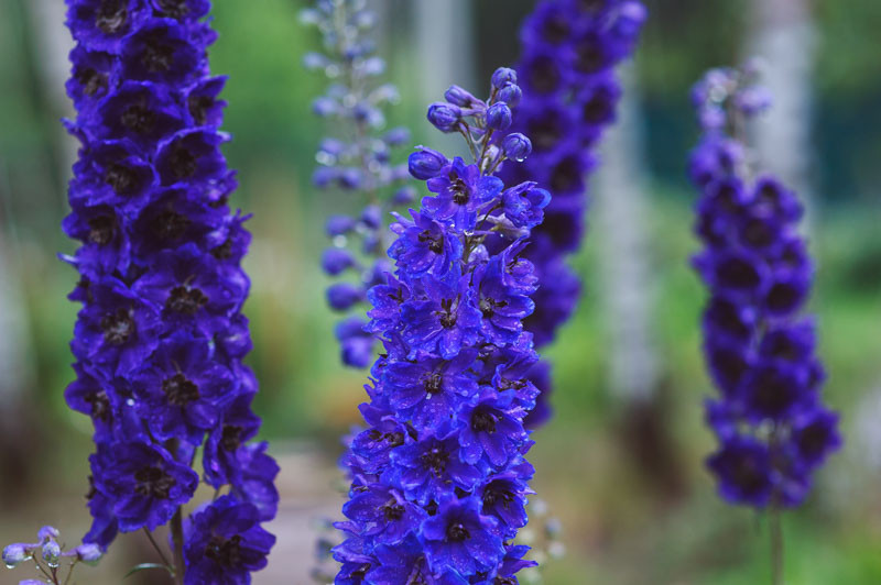Black Knight Flowers
