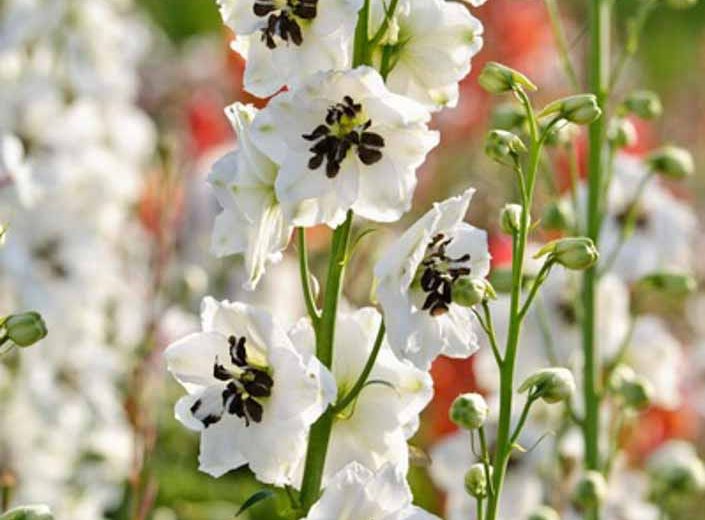 Delphinium 'Magic Fountain White' (Candle Larkspur)