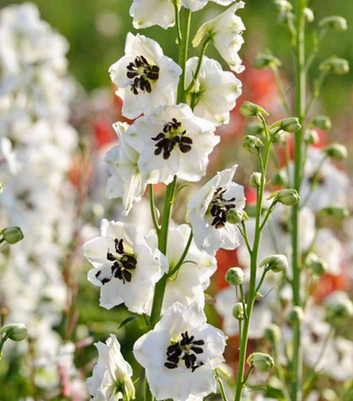 Delphinium 'Magic Fountain White' (Candle Larkspur)
