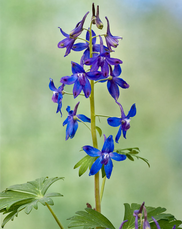 Delphinium tricorne (Dwarf Larkspur)