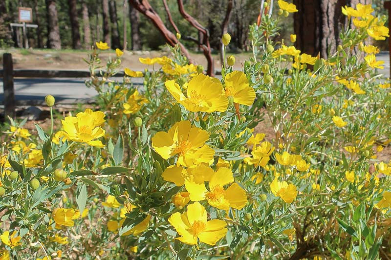 Dendromecon rigida (Bush Poppy)