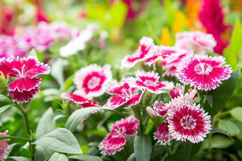 Dianthus chinensis (Chinese Pink)
