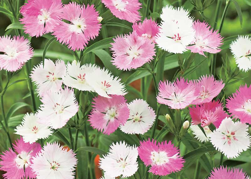 Dianthus gratianopolitanus 'Bath's Pink' (Cheddar Pink)