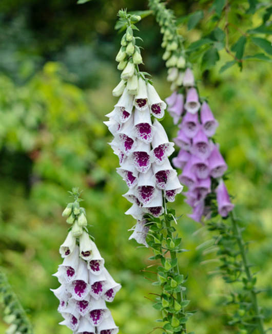 Digitalis purpurea 'Pam's Choice' (Common Foxglove)