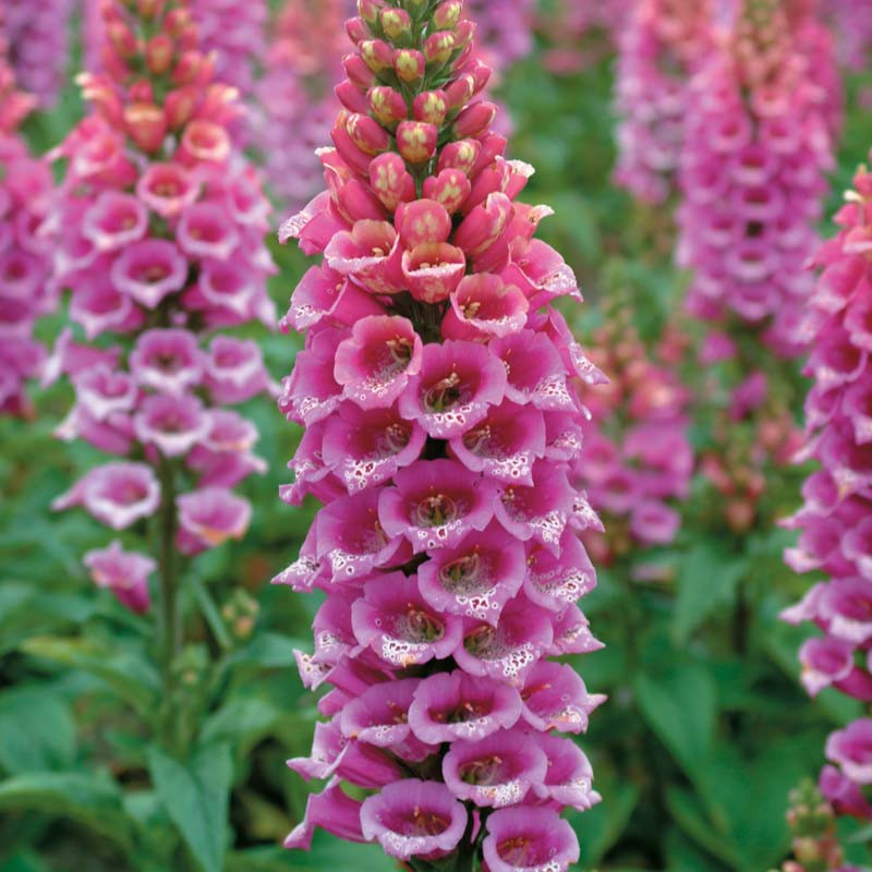 Digitalis purpurea 'Candy Mountain' (Common Foxglove)