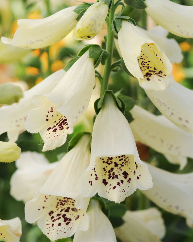 Digitalis purpurea 'Dalmatian Creme' (Common Foxglove)
