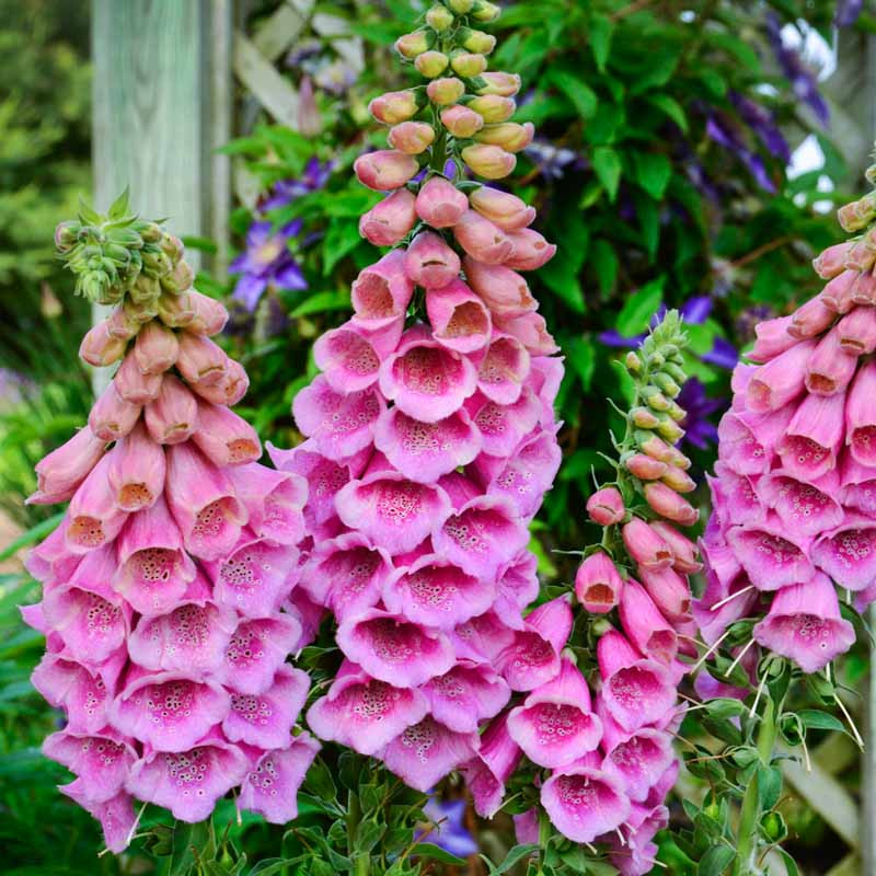 Digitalis purpurea 'Polkadot Princess' (Common Foxglove)