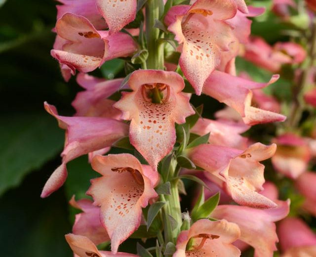 Digitalis x valinii Foxlight Rose Ivory (Foxglove)