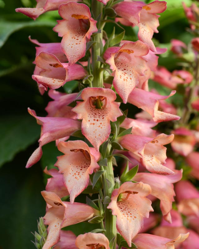 Digitalis x valinii Foxlight Rose Ivory (Foxglove)