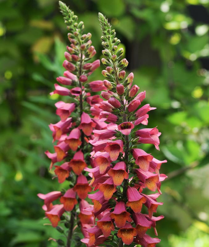 Digitalis x valinii Foxlight Ruby Glow (Foxglove)