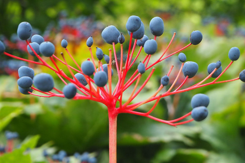 Diphylleia cymosa (Umbrella Leaf)