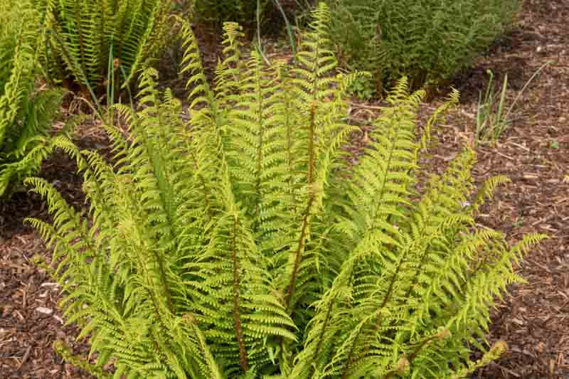 Dryopteris affinis (Golden Male Fern)