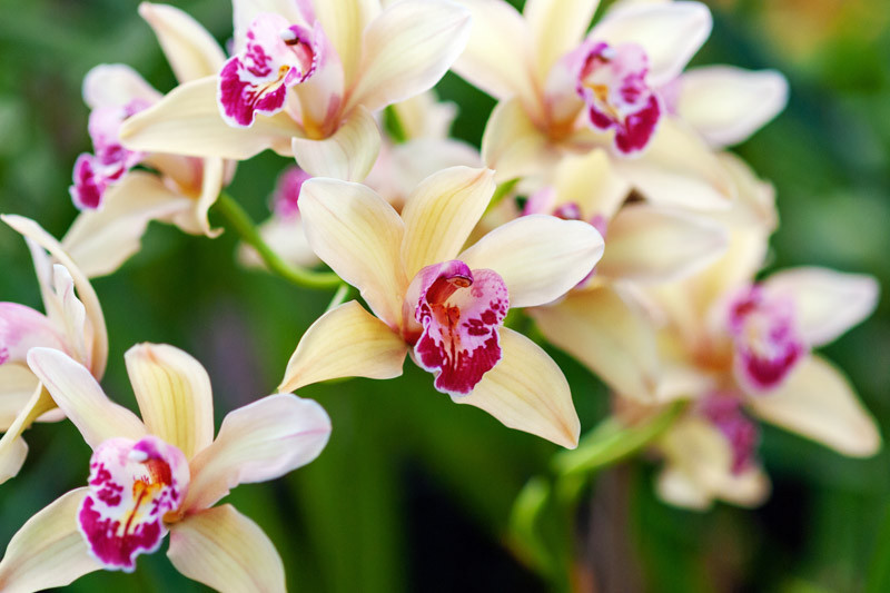 Orchids Types List