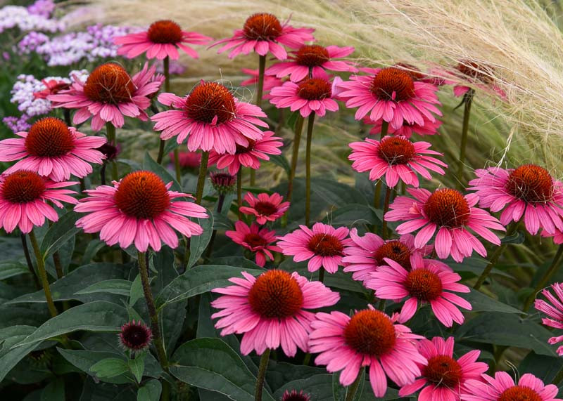 Echinacea 'Coral Craze' (Coneflower)