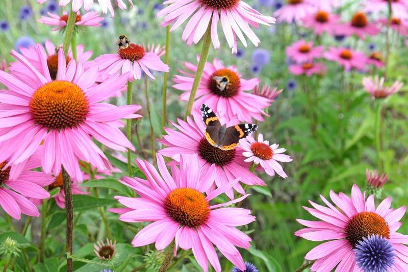 Echinacea (Coneflower): How to Grow and Care with Success