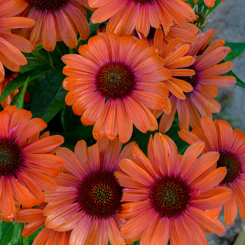 Echinacea 'Orange You Awesome' (Coneflower)