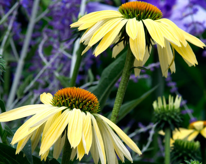 Echinacea 'Sunrise' (Coneflower)