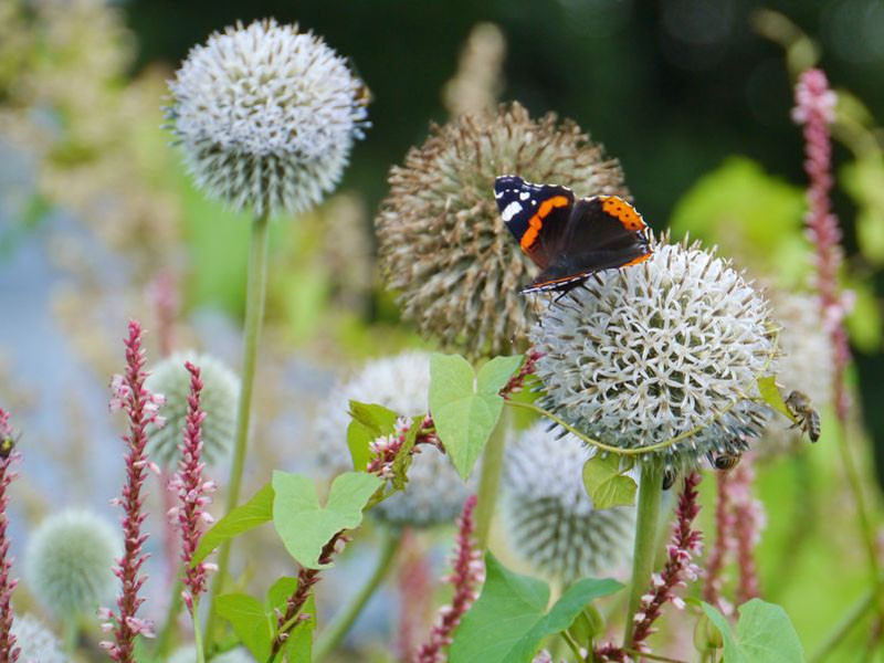 Echinops sphaerocephalus 'Arctic Glow' (Great Globe Thistle)