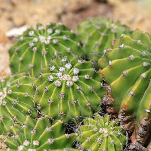 Astrophytum myriostigma var. nudum (Bishop's Cap)
