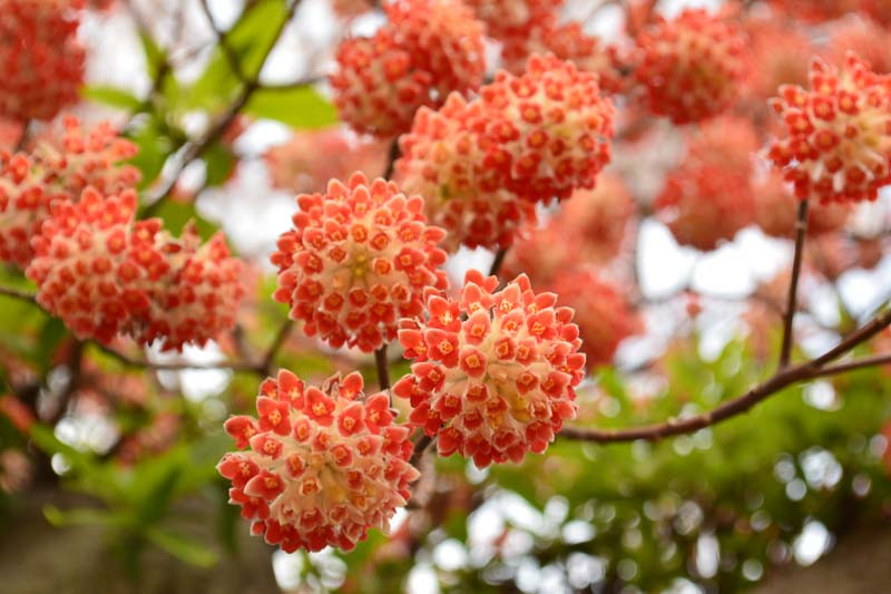 Edgeworthia Chrysantha Red Dragon