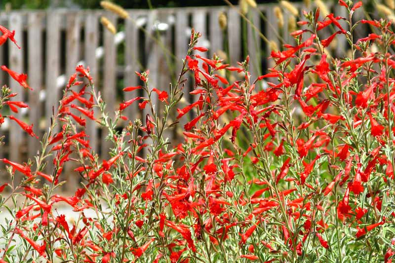 California Fushia Plant Amazon.com : California Fuchsia Epilobium