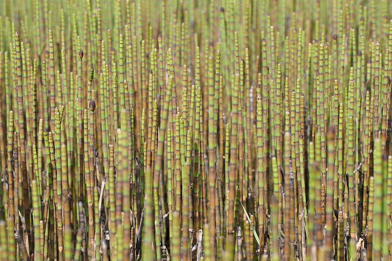 Equisetum fluviatile (Water Horsetail)