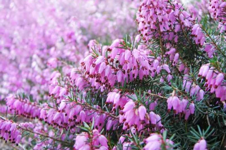 Erica carnea 'Springwood Pink' (Winter Heath)