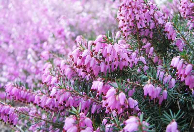 Erica carnea 'Springwood Pink' (Winter Heath)