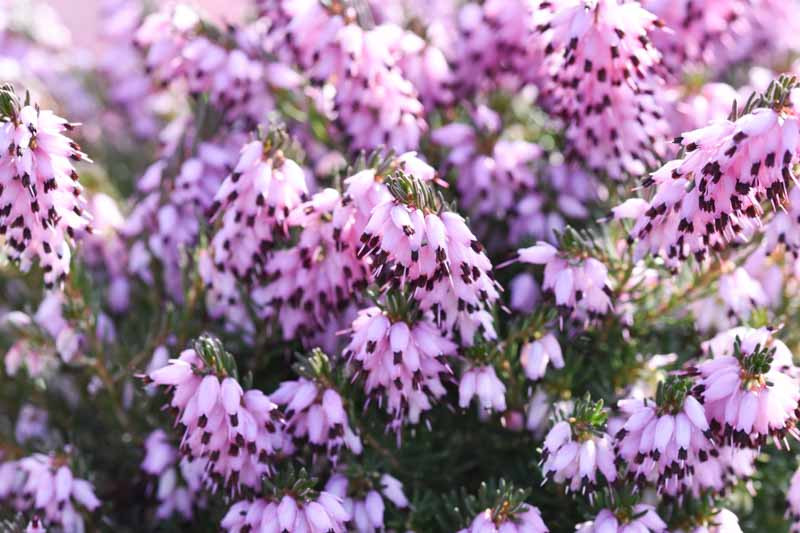 Erica x darleyensis 'Furzey' (Winter Heath)