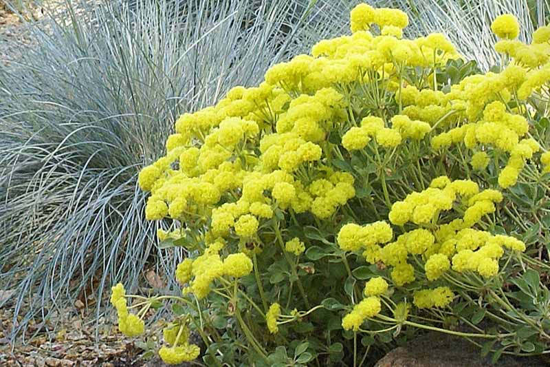 Sulfur Flower Sulfur Cosmos Seeds – Bedhead Fiber