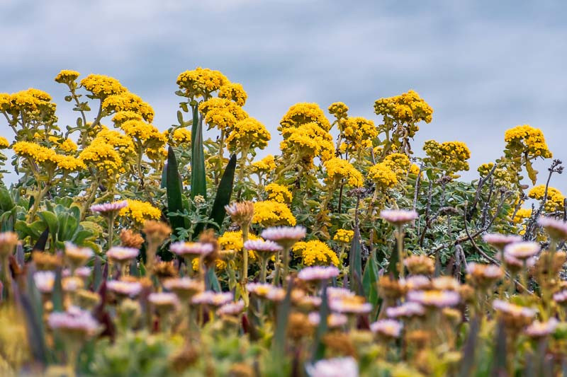 Yellow Yarrow Flower